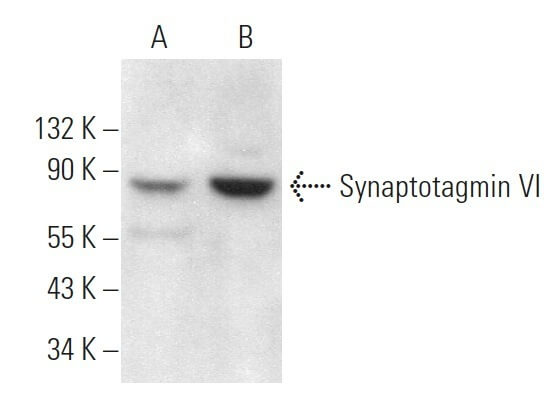 Anti-Synaptotagmin VI Antibody (A-12) | SCBT - Santa Cruz Biotechnology