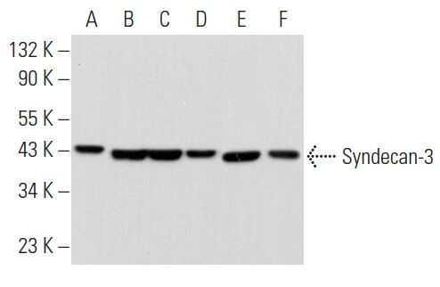 SYND3/SDC3/Syndecan-3 Antibody (G-2) | SCBT - Santa Cruz Biotechnology
