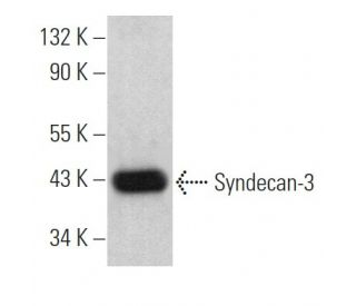 Syndecan-3 Antibody (G-2) - Western Blotting - Image 369328