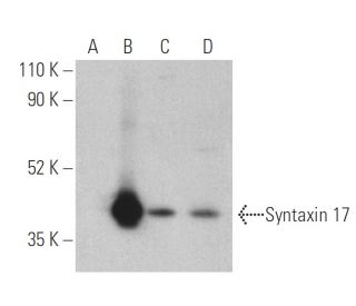 Syntaxin 17 Antibody (A-11) - Western Blotting - Image 400812