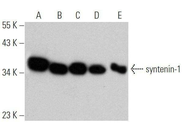 syntenin-1 Antibody (C-3) | SCBT - Santa Cruz Biotechnology