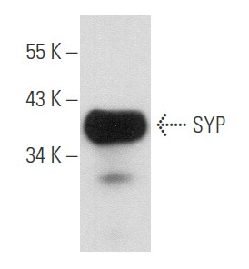 SYP/Synaptophysin Antibody (4H255) | SCBT - Santa Cruz Biotechnology