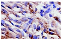 Anti-SYP/Synaptophysin Antibody (D-4) | SCBT - Santa Cruz Biotechnology