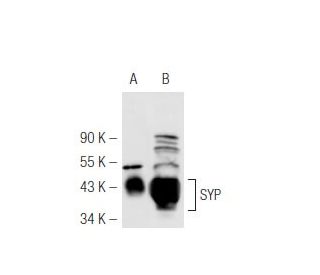 Anti-SYP/Synaptophysin Antibody (D-4) | SCBT - Santa Cruz Biotechnology
