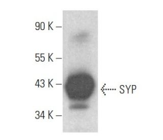 SYP Antibody (D-4) - Western Blotting - Image 354528