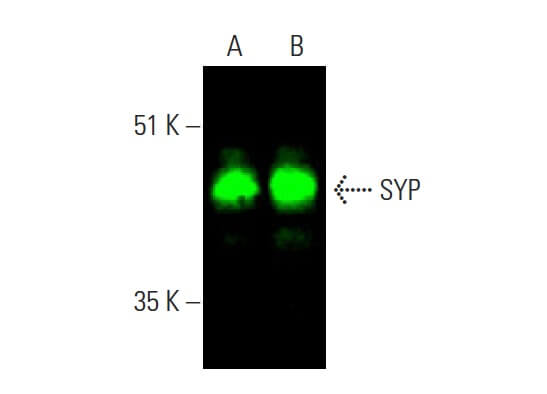 Anti-SYP/Synaptophysin Antibody (D-4) | SCBT - Santa Cruz Biotechnology