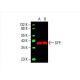 Anti-SYP/Synaptophysin Antibody (D-4) | SCBT - Santa Cruz Biotechnology