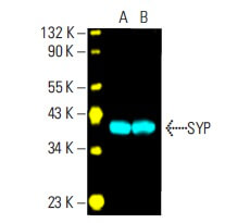 Anti-SYP/Synaptophysin Antibody (D-4) | SCBT - Santa Cruz Biotechnology