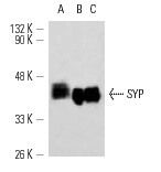 SYP/Synaptophysin Antibody (H-8) | SCBT - Santa Cruz Biotechnology