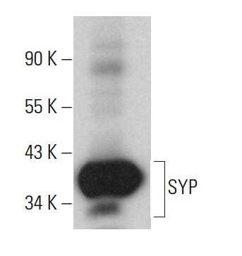 Anti-SYP/Synaptophysin Antibody (H-8) | SCBT - Santa Cruz Biotechnology