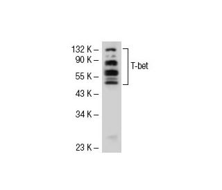 T-bet Antibody (4B10) - Western Blotting - Image 32714