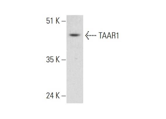 TAAR1 Antibody (C-12) | SCBT - Santa Cruz Biotechnology