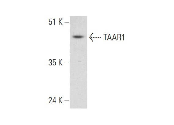 TAAR1 Antibody (C-12) | SCBT - Santa Cruz Biotechnology