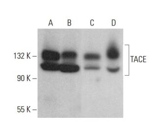 Anti-TACE/ADAM17 Antibody (B-6) | SCBT - Santa Cruz Biotechnology