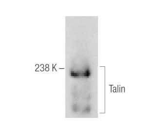 Talin Antibody (TLN01 [TA205]) - Western Blotting - Image 287520