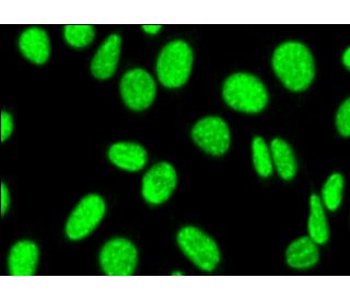 Anti-TAP Antibody (53H8) | SCBT - Santa Cruz Biotechnology