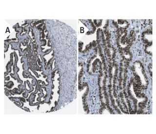 Anti-TAP Antibody (53H8) | SCBT - Santa Cruz Biotechnology