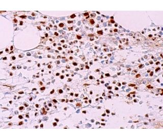 Anti-TAP Antibody (53H8) | SCBT - Santa Cruz Biotechnology