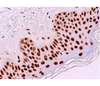 Anti-TAP Antibody (53H8) | SCBT - Santa Cruz Biotechnology