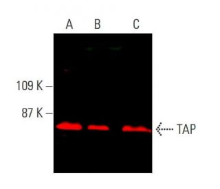 Anti-TAP Antibody (53H8) | SCBT - Santa Cruz Biotechnology