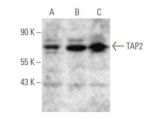 TAP2 Antibody (B-2) | SCBT - Santa Cruz Biotechnology
