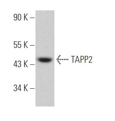 TAPP2 Antibody (A-7) | SCBT - Santa Cruz Biotechnology