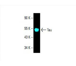 Tau Antibody (Tau-13) - Western Blotting - Image 394813