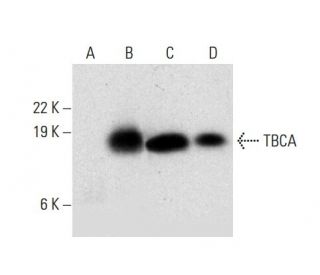 Anti-TBCA Antibody (C-2) | SCBT - Santa Cruz Biotechnology