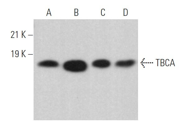 Anti-TBCA Antibody (C-2) | SCBT - Santa Cruz Biotechnology
