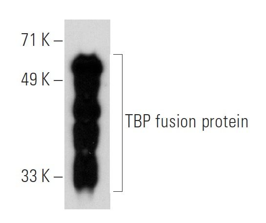 TBP Antibody (A-6) | SCBT - Santa Cruz Biotechnology