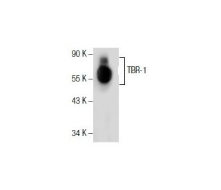 TBR-1 Antibody (G-5) - Western Blotting - Image 154716