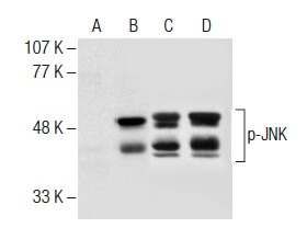 TBS Blotto B | SCBT - Santa Cruz Biotechnology