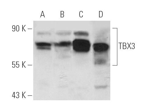 TBX3 Antibody (A-20) | SCBT - Santa Cruz Biotechnology