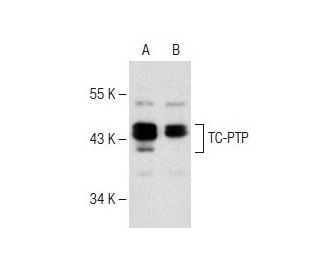 TC-PTP Antibody (F-8) - Western Blotting - Image 150560