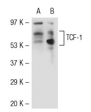 TCF-1 Antibody (A-79) | SCBT - Santa Cruz Biotechnology
