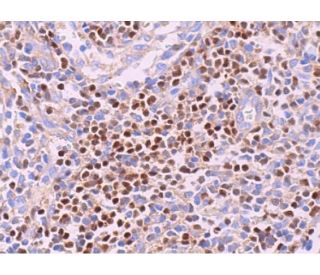 TCF-1 Antibody (C-5) - Immunohistochemistry - Image 383649