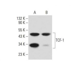 TCF-1 Antibody (C-5) - Western Blotting - Image 134145