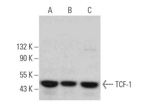 TCF-1 Antibody (C-5) | SCBT - Santa Cruz Biotechnology