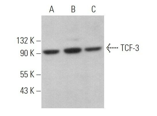 TCF-3 Antibody (E-2) | SCBT - Santa Cruz Biotechnology