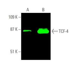 TCF-4 Antibody (D-4) - Western Blotting - Image 375643