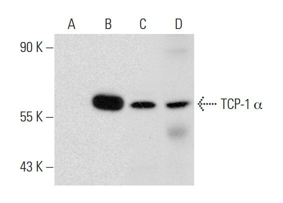 TCP-1 α Antibody (4E215) | SCBT - Santa Cruz Biotechnology