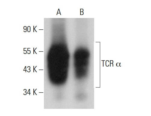 Anti-TCR α Antibody (H-1) | SCBT - Santa Cruz Biotechnology