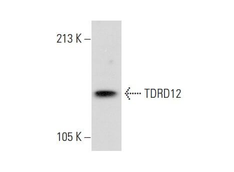 Santa Cruz Animal Health