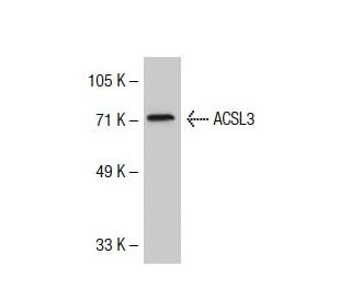 TE671 Cell Lysate | SCBT - Santa Cruz Biotechnology