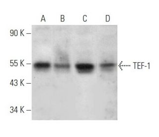TEF-1 Antibody (B-2) - Western Blotting - Image 358020