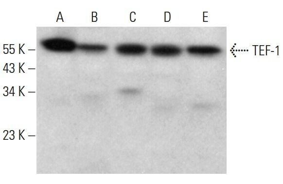 TEF-1 Antibody (E-5) | SCBT - Santa Cruz Biotechnology