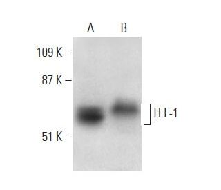 TEF-1 Antibody (E-5) - Western Blotting - Image 397577