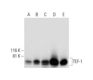 TEF-1 Antibody (H-4) | SCBT - Santa Cruz Biotechnology