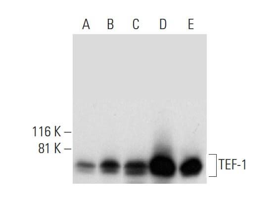 TEF-1 Antibody (H-4) | SCBT - Santa Cruz Biotechnology