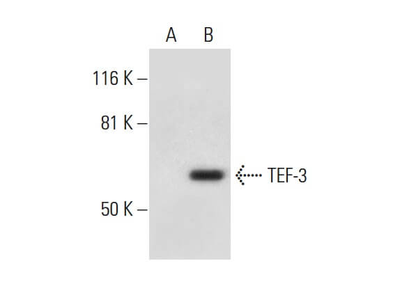 TEF-3 Antibody (B-5) | SCBT - Santa Cruz Biotechnology